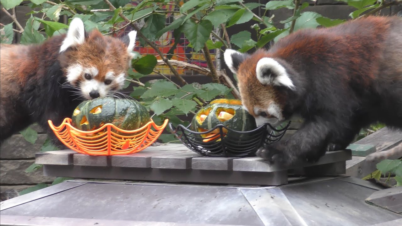 ハロウィン かぼちゃパーティ キララとアラタ 【浜松市動物園】Red panda Kirara-chan Arata-chan Hamamatsu Zoo - YouTube