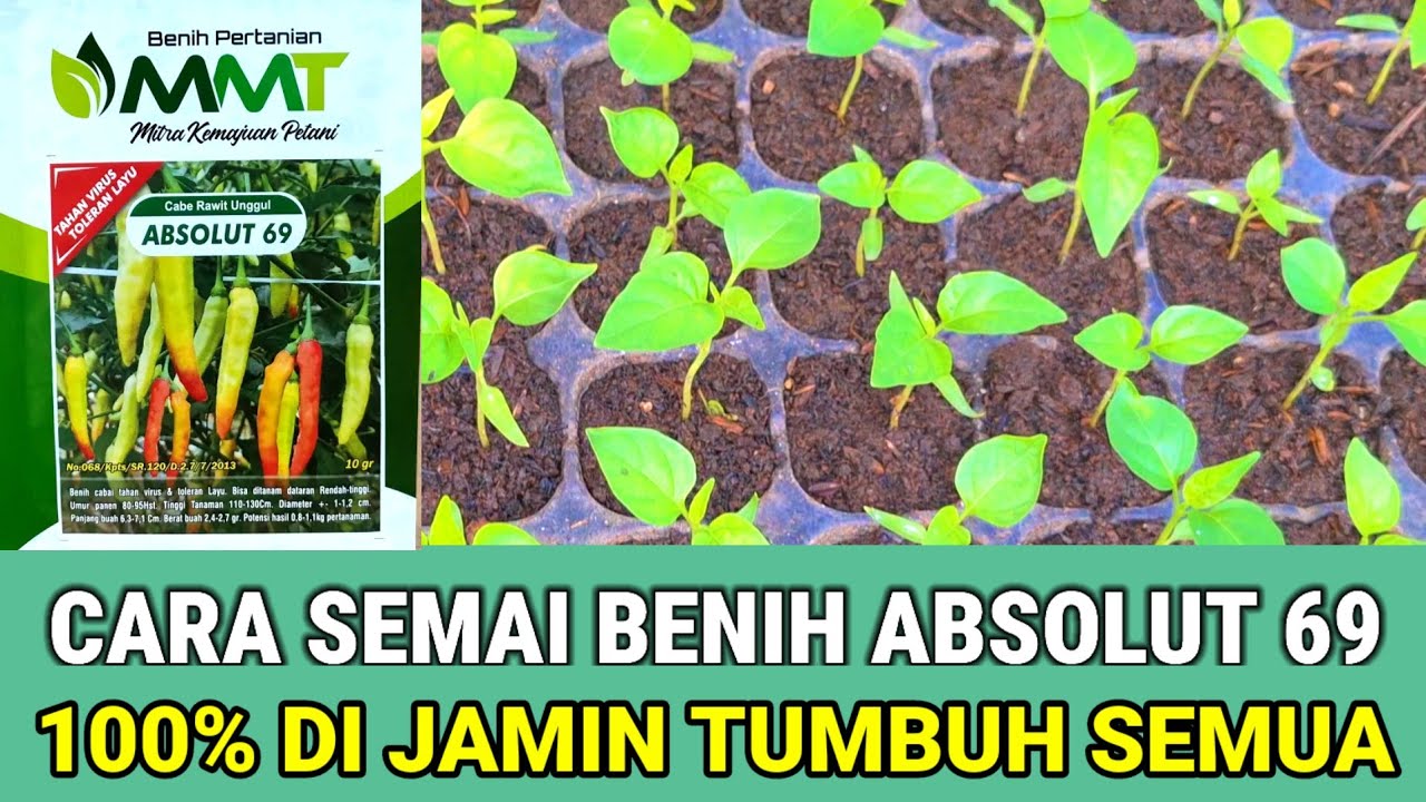 CARA SEMAI BENIH CABE ABSOLUT 69 || DI JAMIN 100% TUMBUH - YouTube