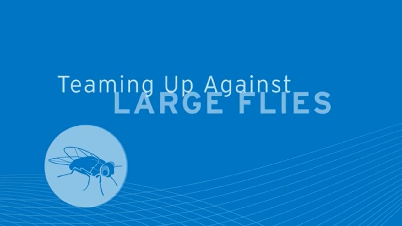 Teaming Up Against Large Flies - YouTube