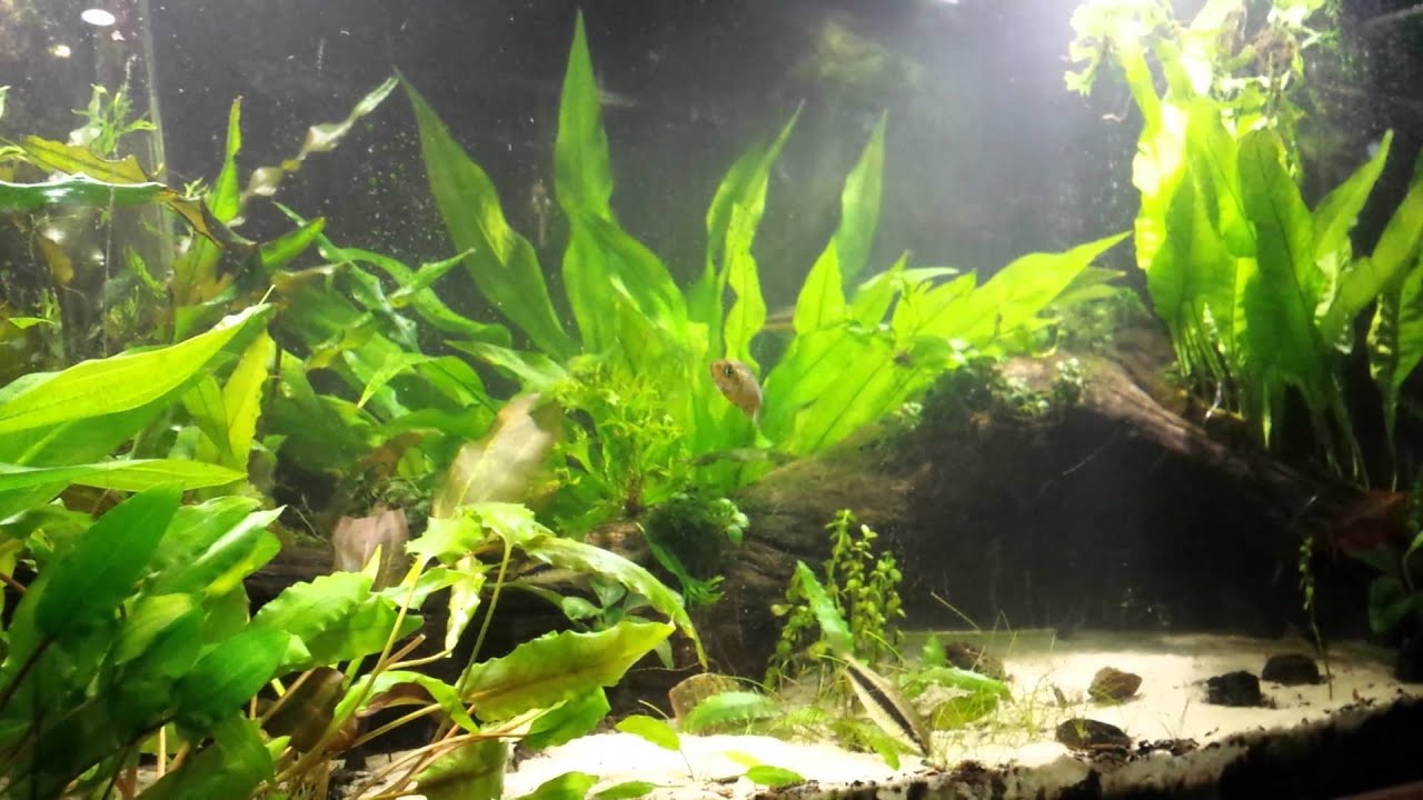 31 Praecox Rainbowfish. Neon rainbows - YouTube