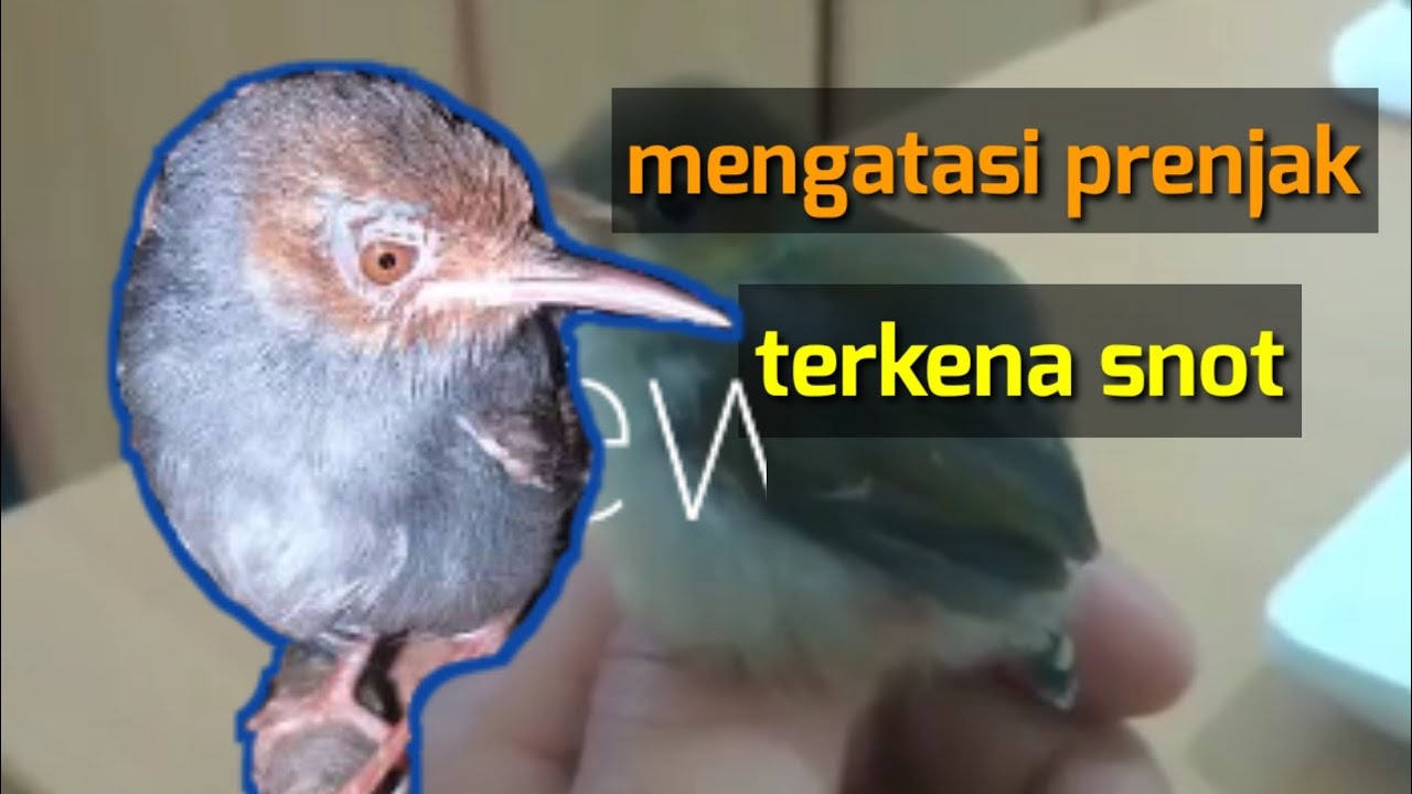 Cara mengobati snot pada burung prenjak || mengatasi snot - YouTube