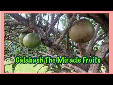 CALABASH / THE MIRACLE FRUIT HEALTH BENEFITS - YouTube