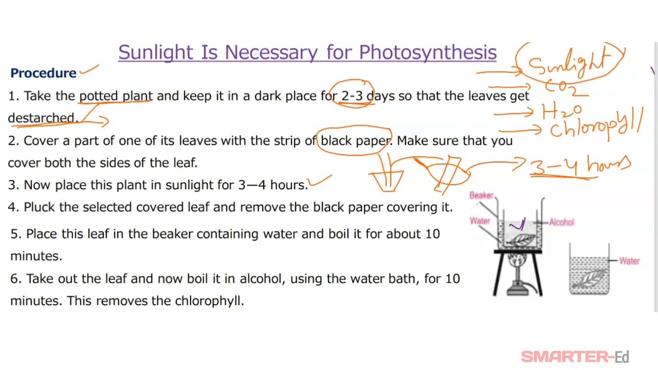 To prove that Sunlight is necessary for photosynthesis | 10th Biology ...