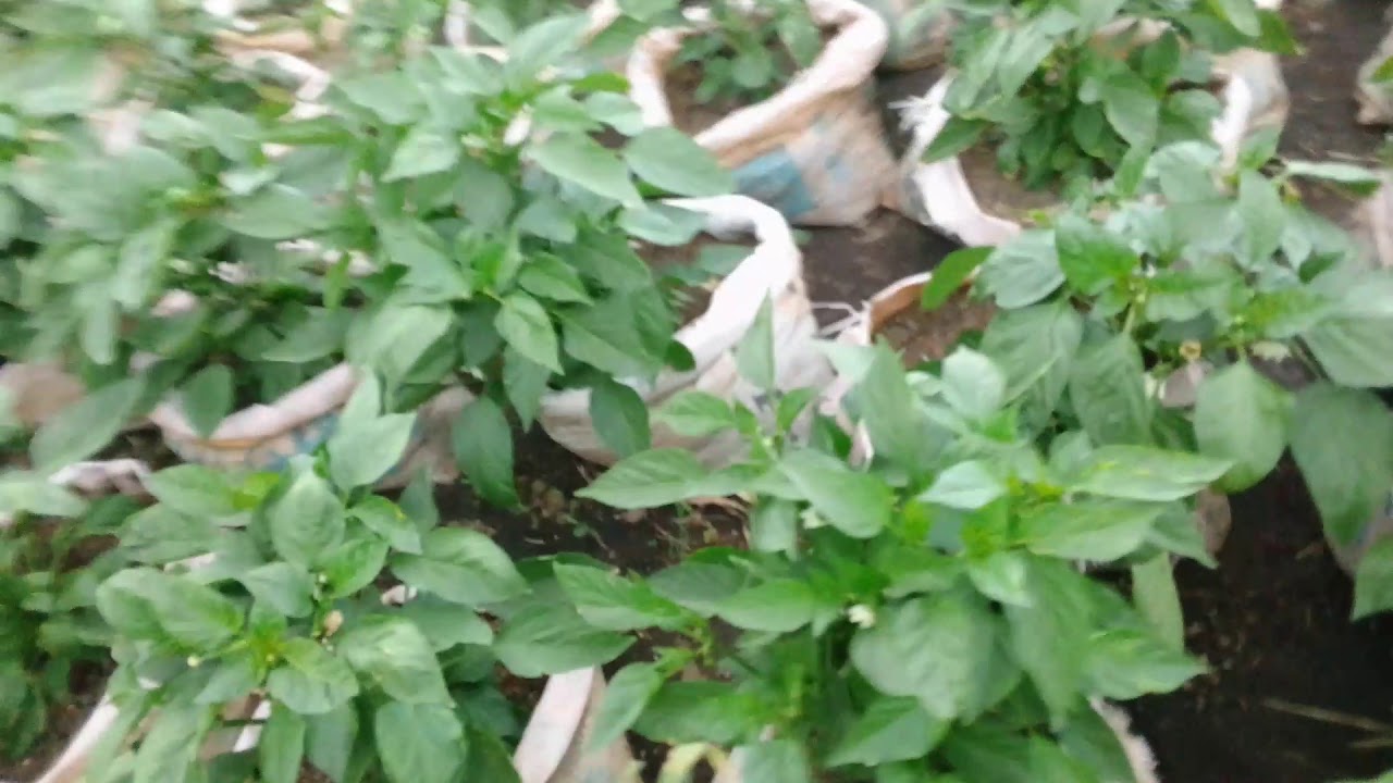 GROWING SWEET PEPERS:kilimo cha hoho - YouTube