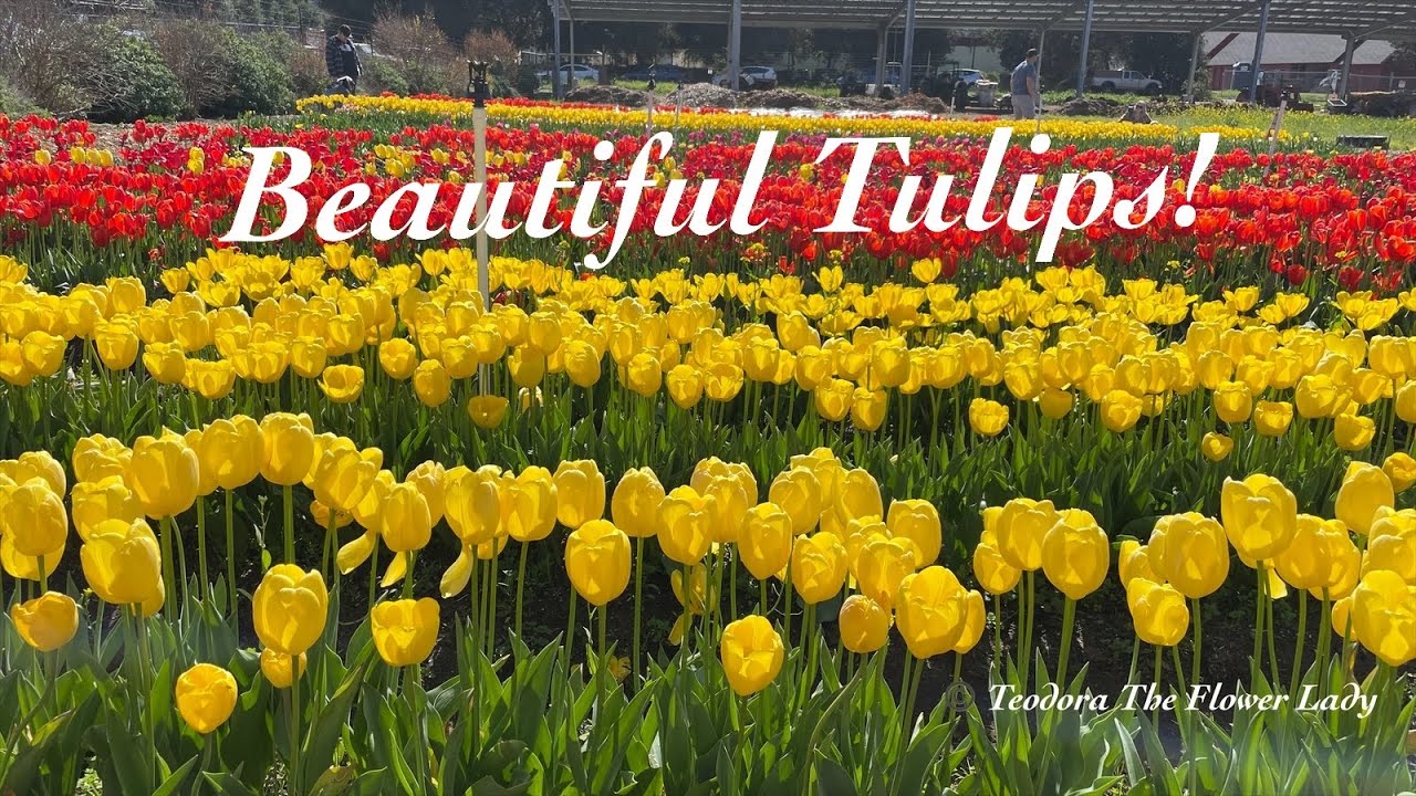 Tulip Farm In Carmel Valley, California - YouTube