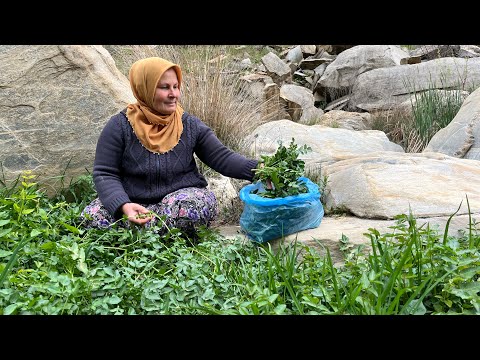 400 Rakımda Mantar ~ Gelincik ~ Kaz Ayağı ~ Çay Otu Topladık ‼️ Endemik Bitkililer 