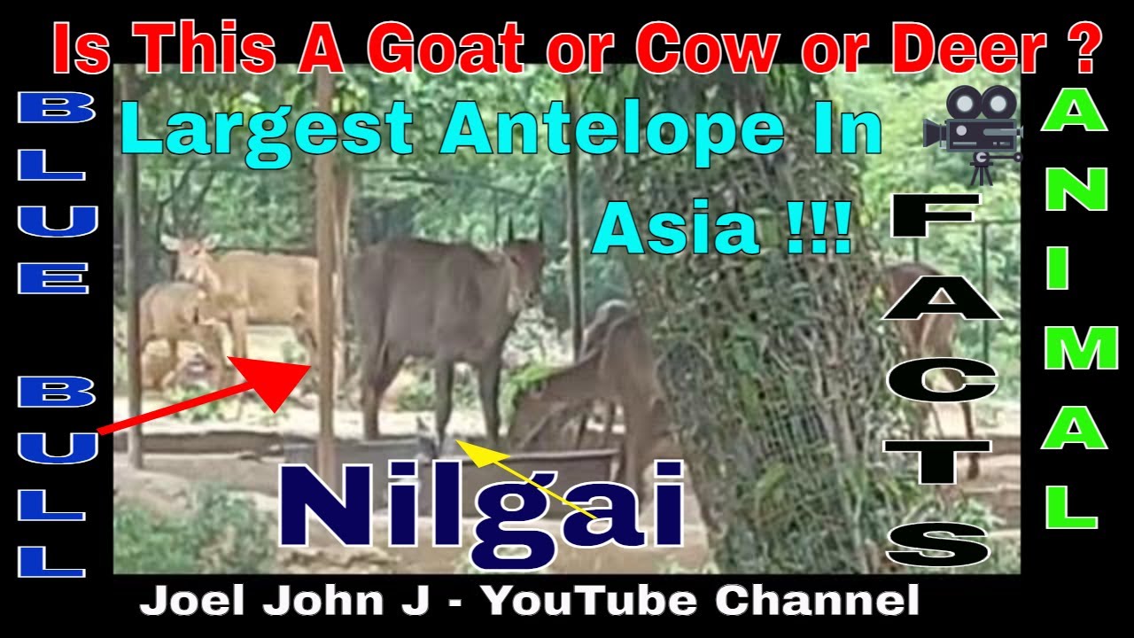 Animal Facts Video | Is it a Deer or Bull or Goat ? Blue Bull or Nilgai ...