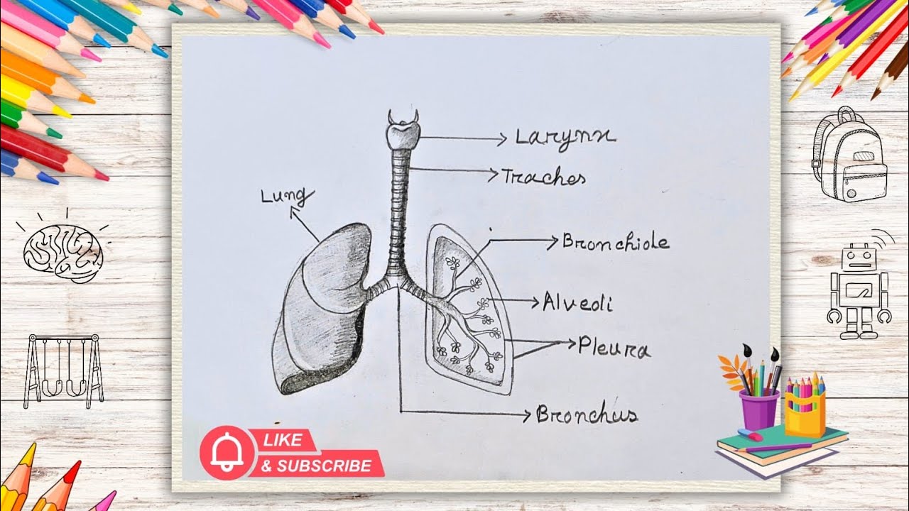 "How to Draw Human Lungs Easily | Step-by-Step for Beginners 🫁 ️" - YouTube