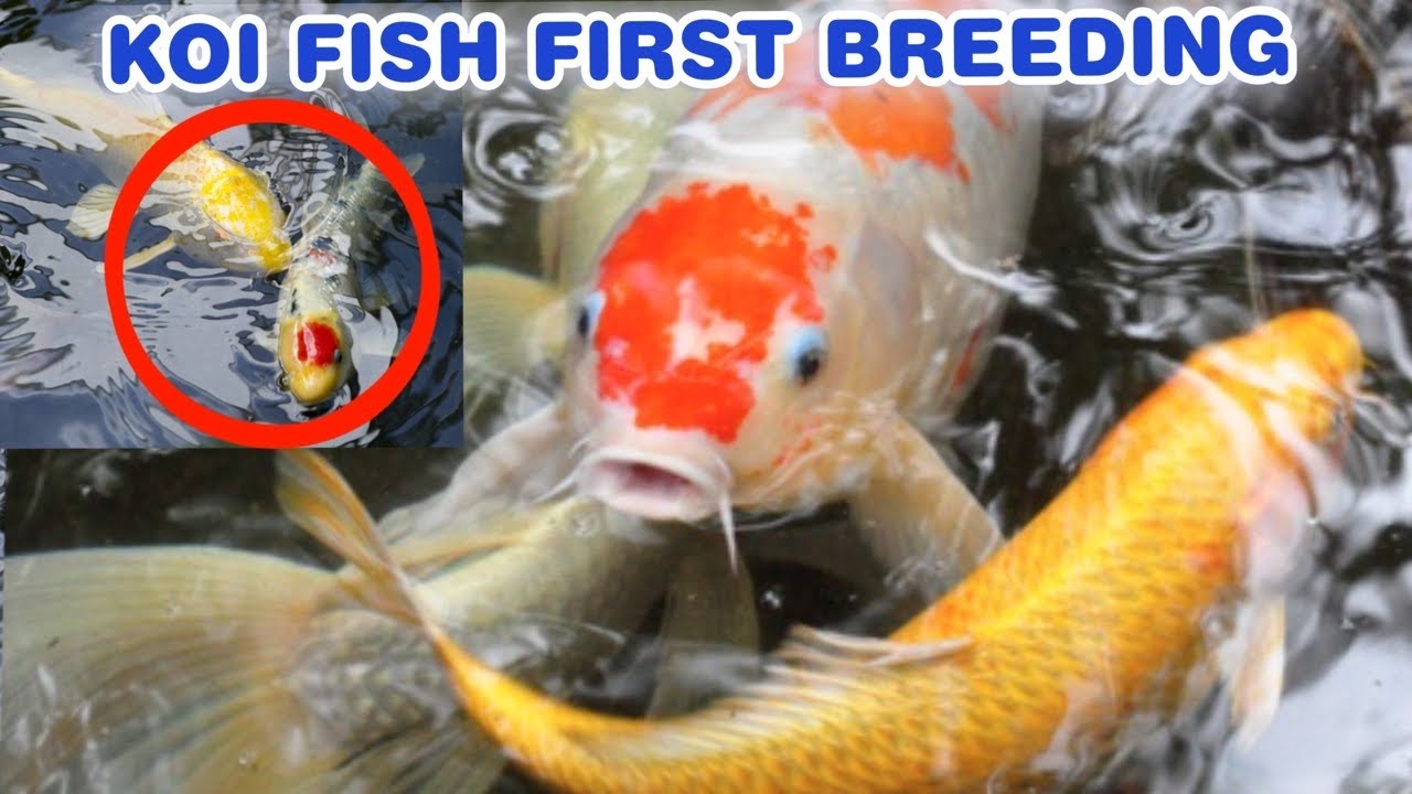 KOI FISH FIRST BREEDING PART 1 - YouTube