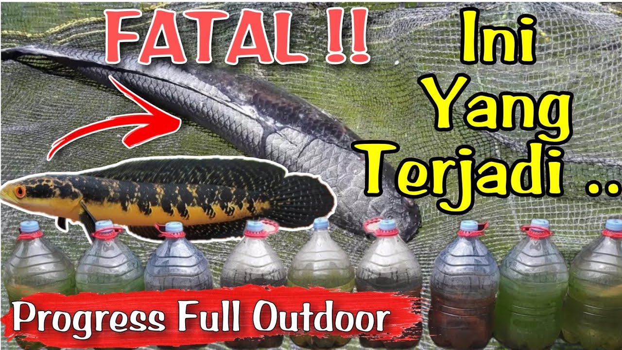 33 Poin Progress Channa Maru Galon & Kolam Outdoor | Red Maru & Yellow ...