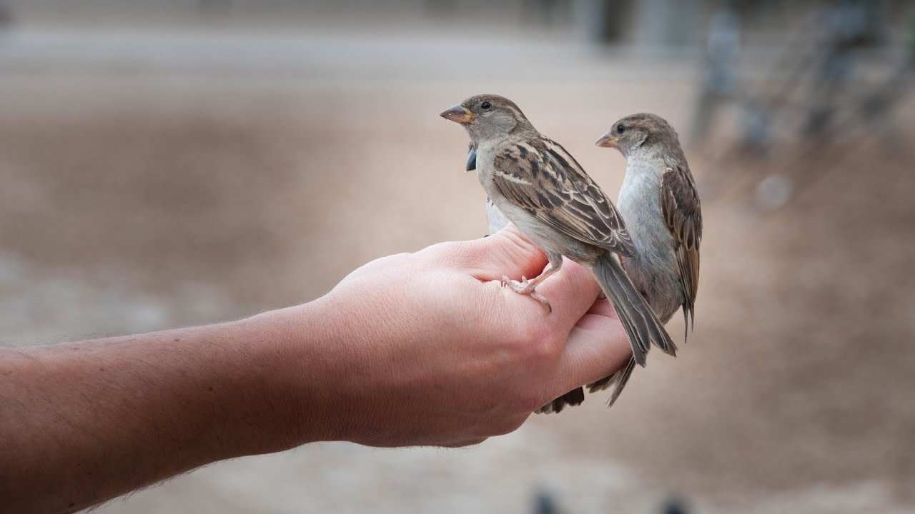 Discovering the Marvels of Sparrows: 10 Intriguing Facts You Never Knew ...