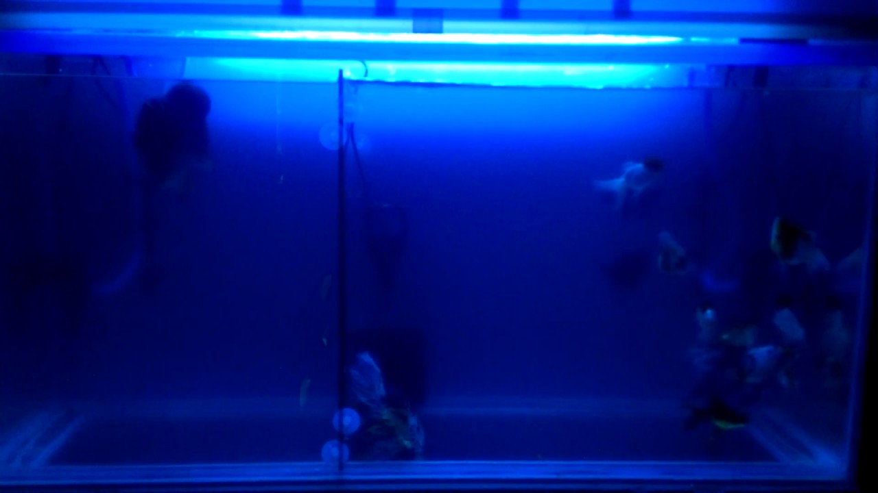 Flower horn with goldfish - YouTube