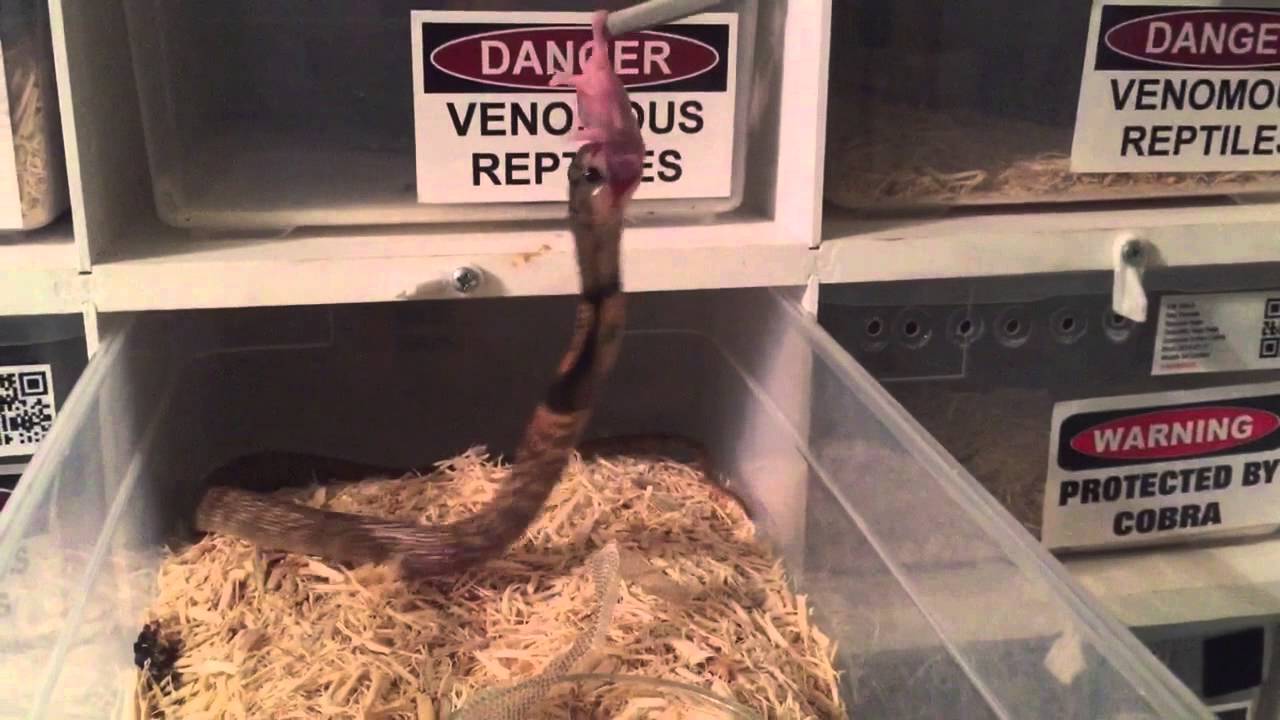 Spectacled cobra, Green Tree Python, Wetar island Pit viper, Equatorial ...