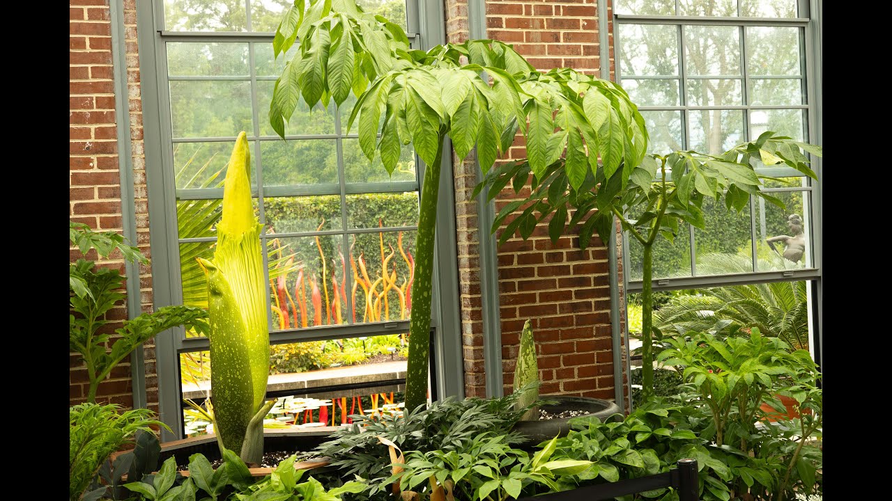 Missouri Botanical Garden Corpse Flower Cam - YouTube
