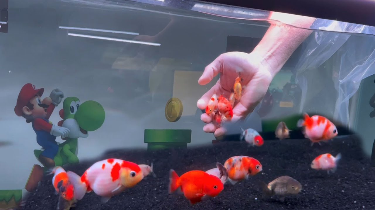 Setting up Nursery 75 gallon Aquarium for my 33 pcs baby ranchu ...