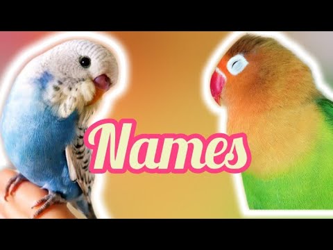 100 lovebird and budgie names | lovebirds names | budgie names | pet ...
