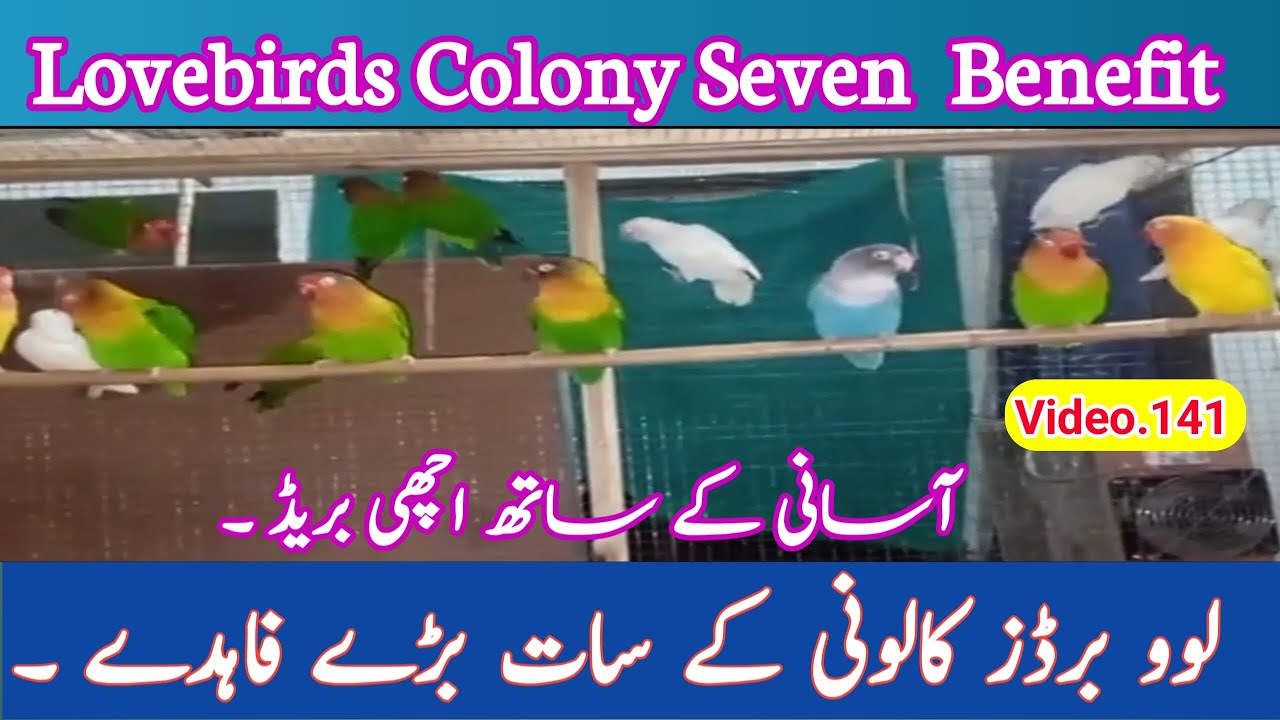 Birds Colony Benefits | Lovebirds Colony - YouTube