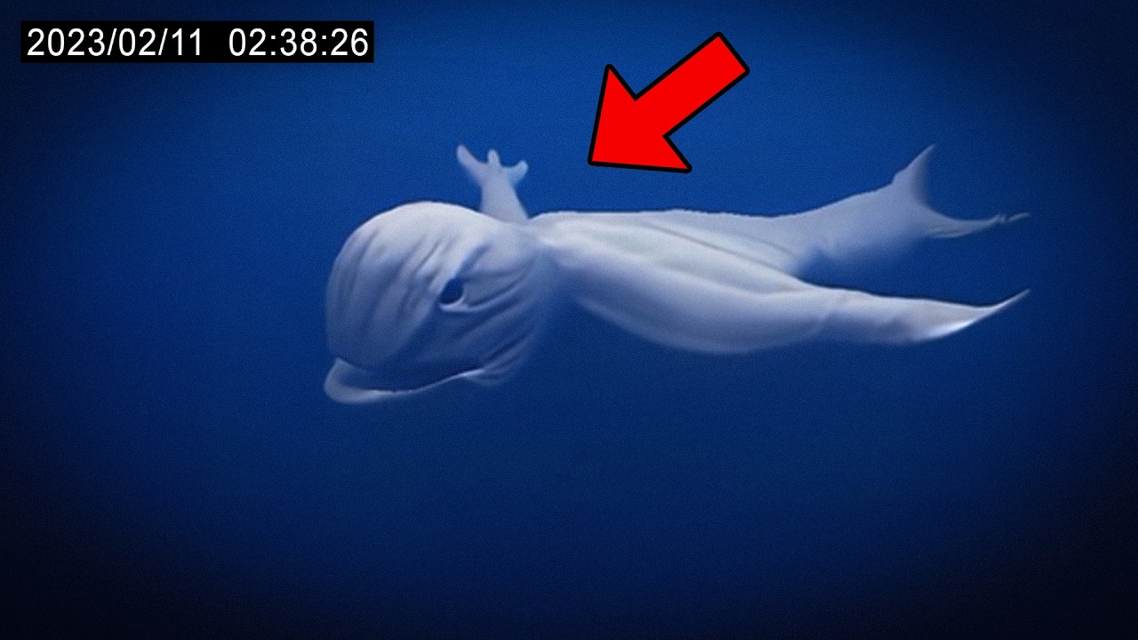 30 UNEXPLAINED Deep Sea Creatures Caught on Camera! - YouTube