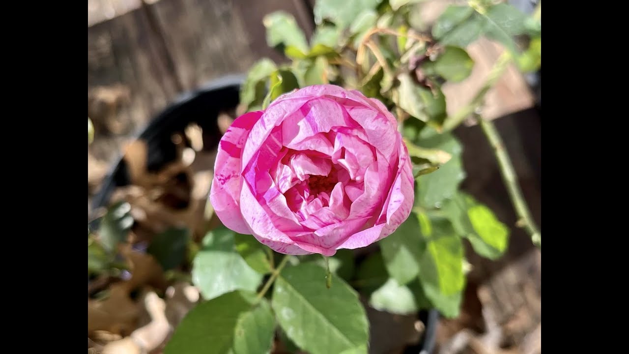 Planting a Rose Hedge in Texas | Roses for Texas | Central Texas ...