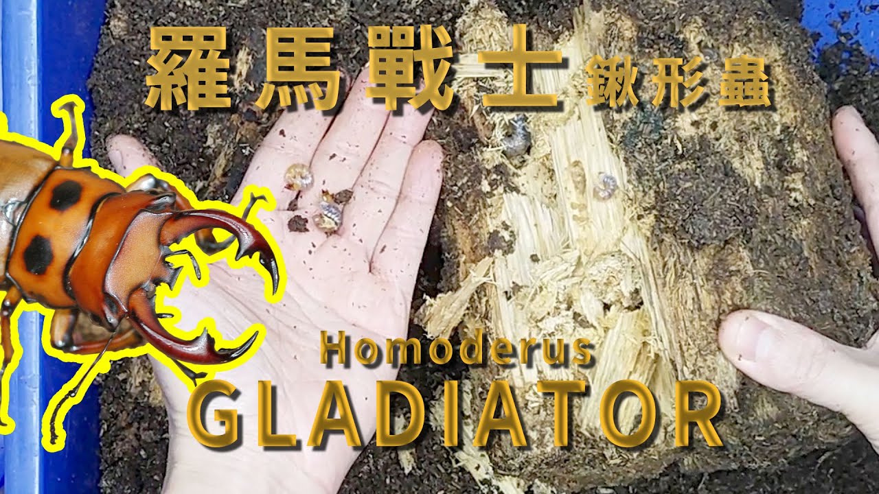 【山林蟲坊】羅馬戰士鍬形蟲投產記 | Homoderus gladiator: A Reproduction Record - YouTube