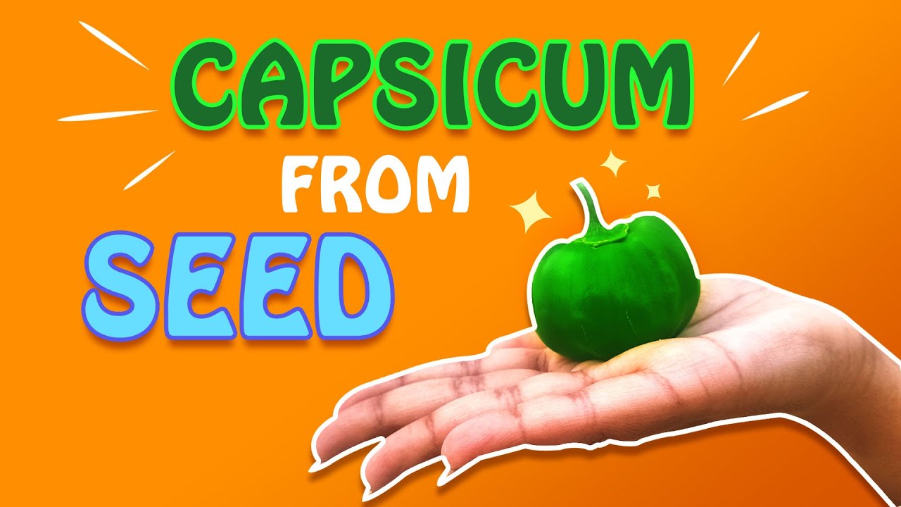How to Successfully Grow Capsicum from Seeds in Containers 🌱 | 1st ...