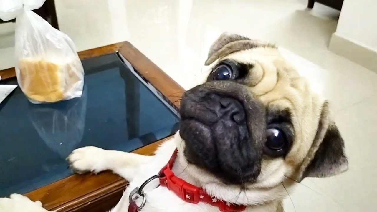 pug puppy eating breakfast | funny dog videos | Luttappi world - YouTube