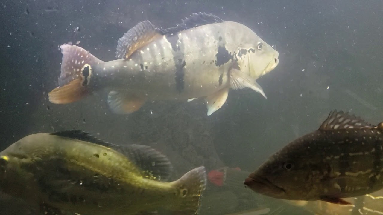 Temensis, Azul ,kelbri,pinima peacock bass FEEDING. - YouTube