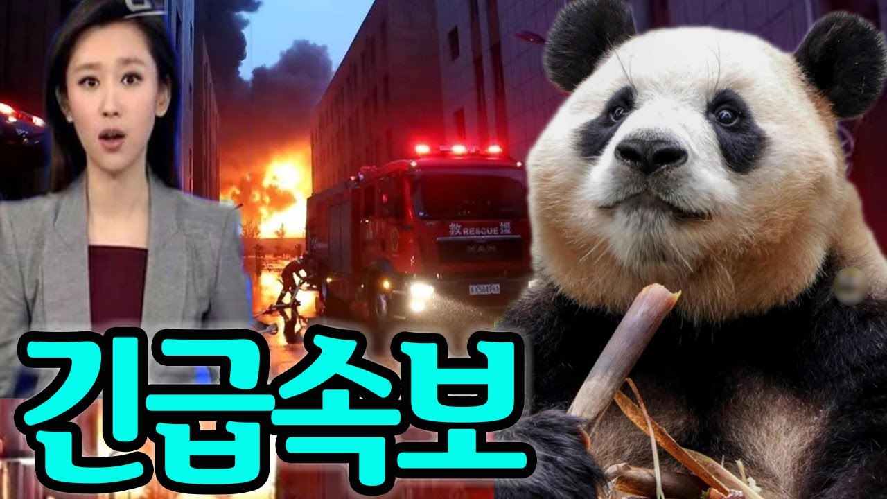 새벽2시에 푸바오 사육사가 긴급 메시지를 받고 당황 빨리 푸바오 방으로 와 큰일이야푸바오 때문에 선수핑기지 문 앞에