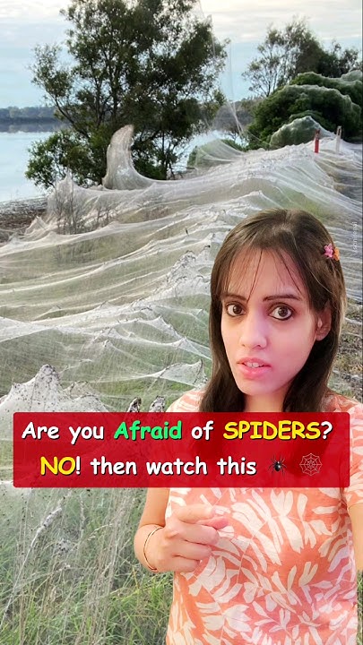 Are you afraid of spiders? NO! then watch this 🕷 🕸 #spider #spiderweb # ...