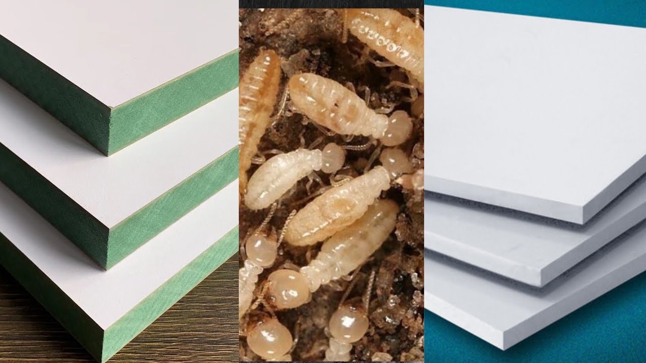 किस ply wood में दीमक नहीं लगता है | Which ply wood does not have ...