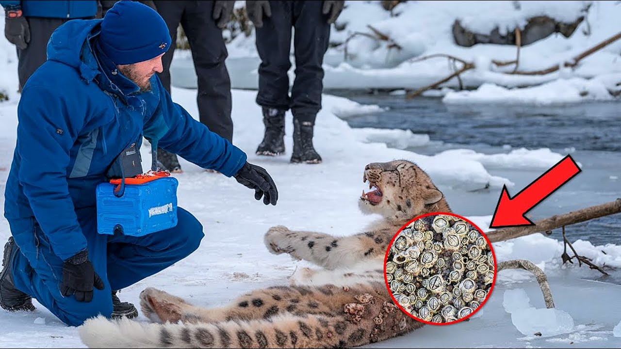 A Poor Snow Leopard Injured By A Million Of Barnacles And It Was ...