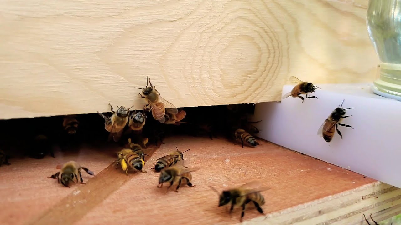 Bees Pollen Sack - YouTube