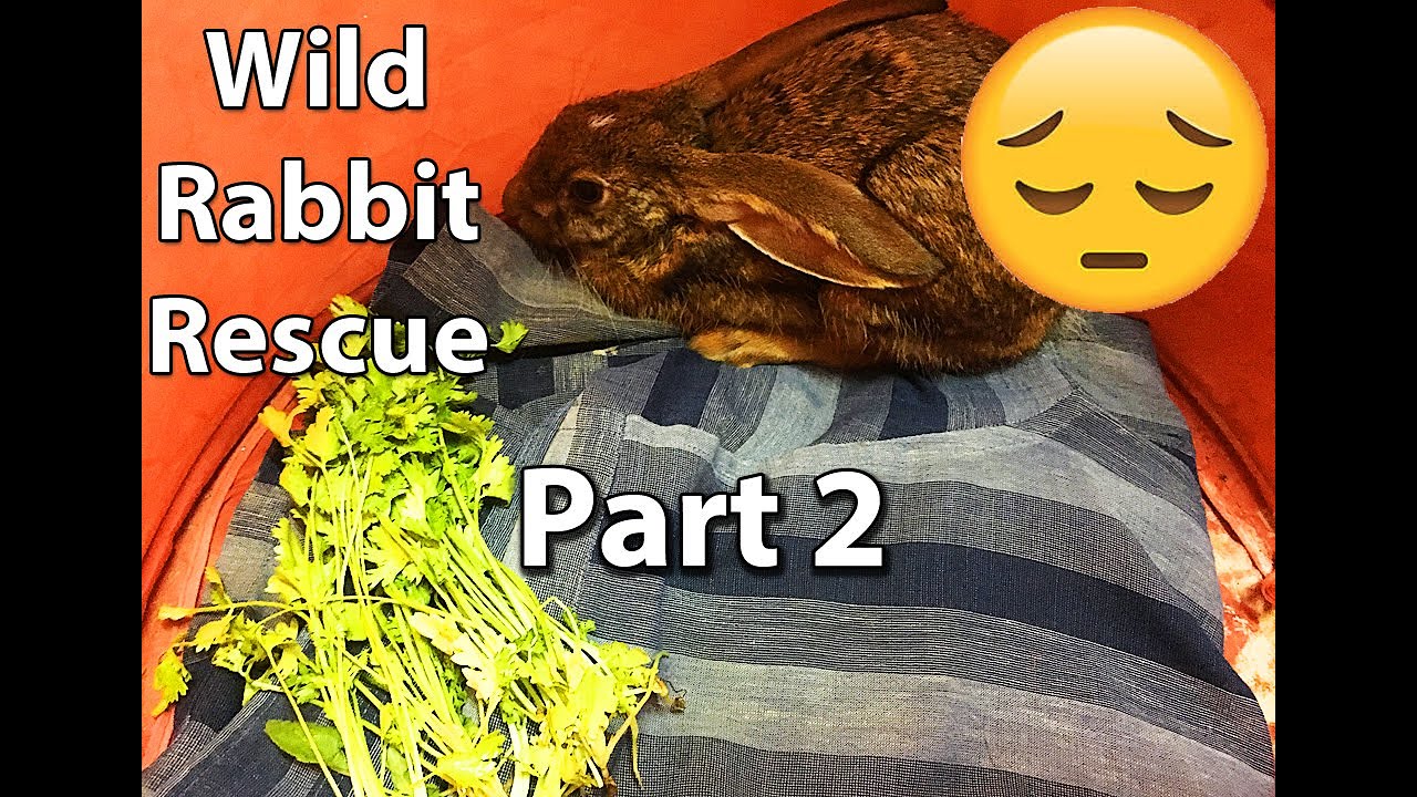 Rabbit Rescue Part 2 || Being Smart - YouTube