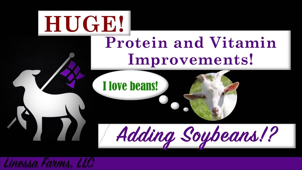 Sheep and Goat Feed: Increase Protein and Nutrition With Just 1 ...