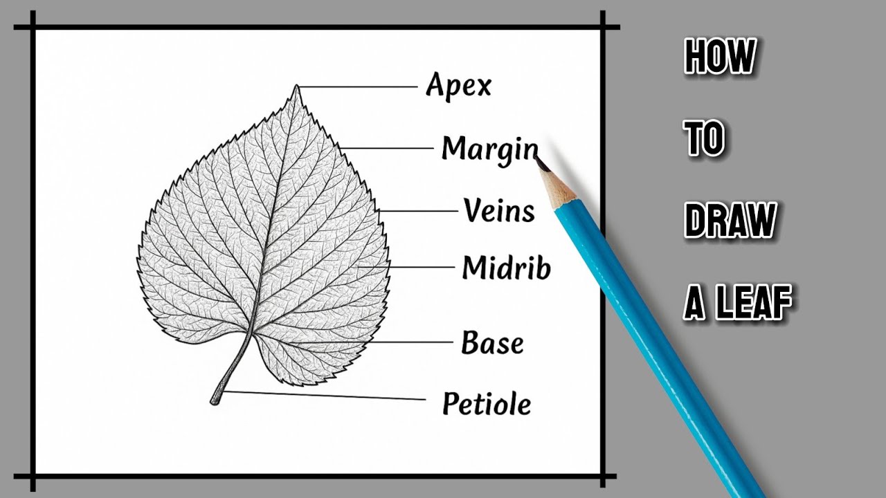 Leaf Drawing | How to Draw a Leaf Easy Step by Step | Biology Drawing ...
