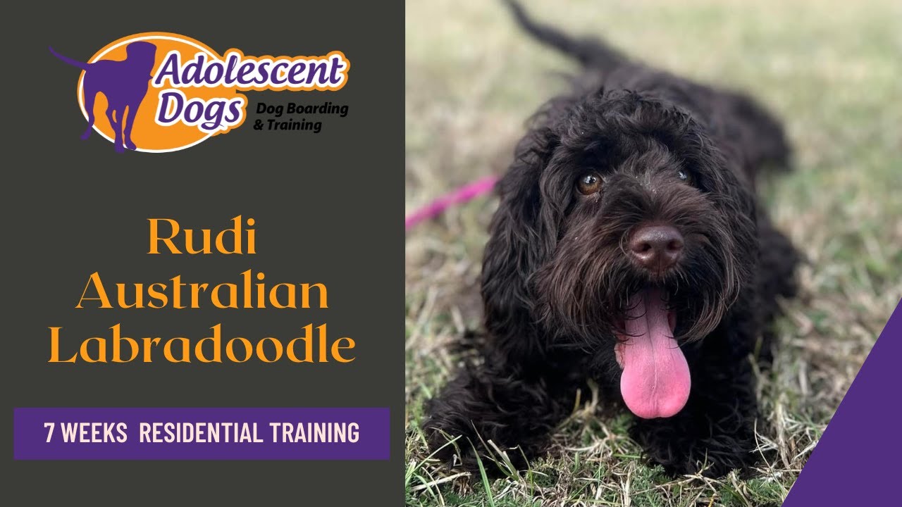 Rudi the Australian Labradoodle Puppy - 7 Weeks Residential Dog ...