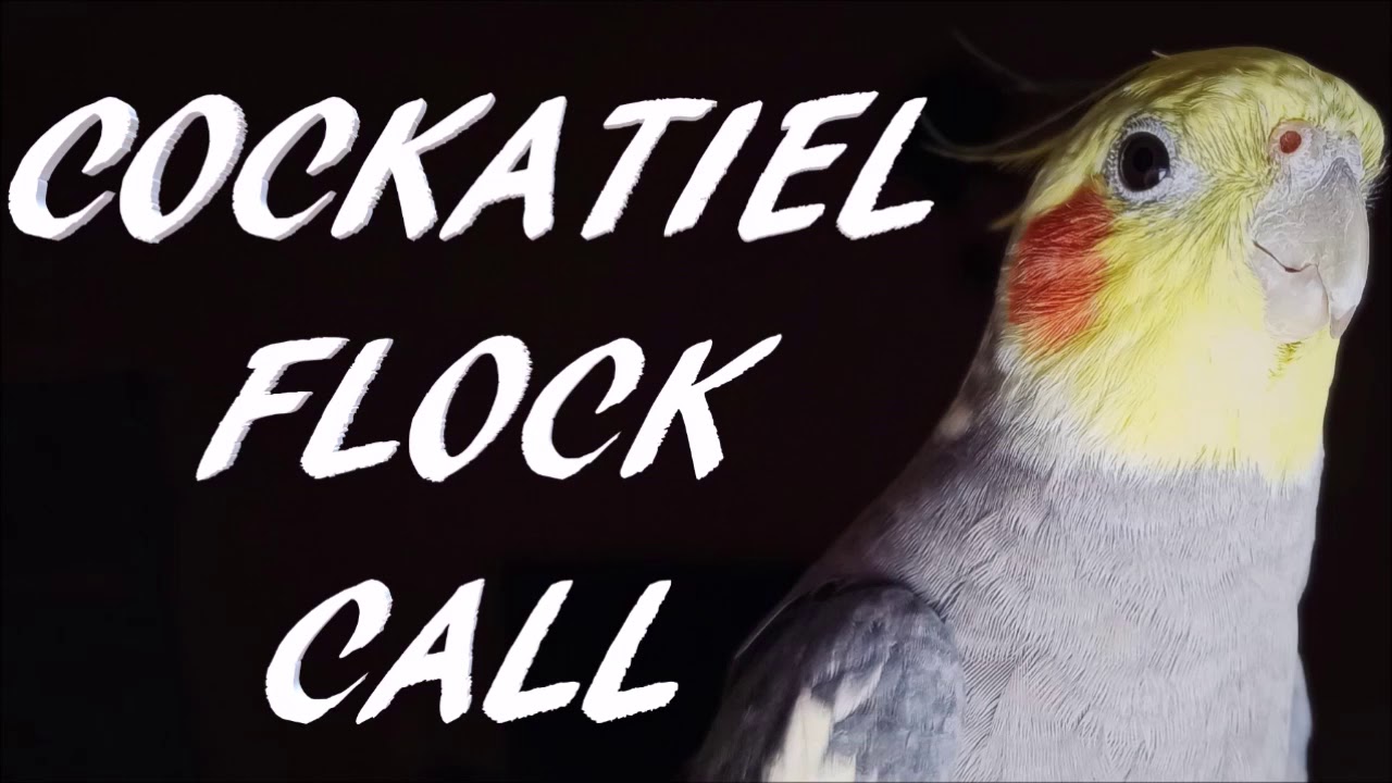 Cockatiel Flock Call, Cockatiel Bird Flock Calling Sound - YouTube
