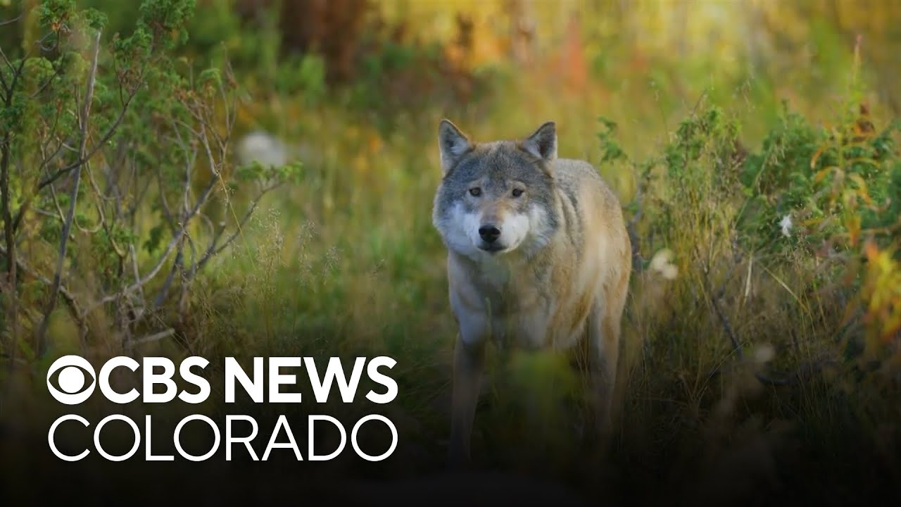 Wildlife officials work to capture 10 to 15 wolves to bring to Colorado ...