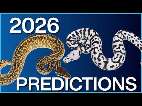 What will be the next BIG thing in the Ball Python industry?