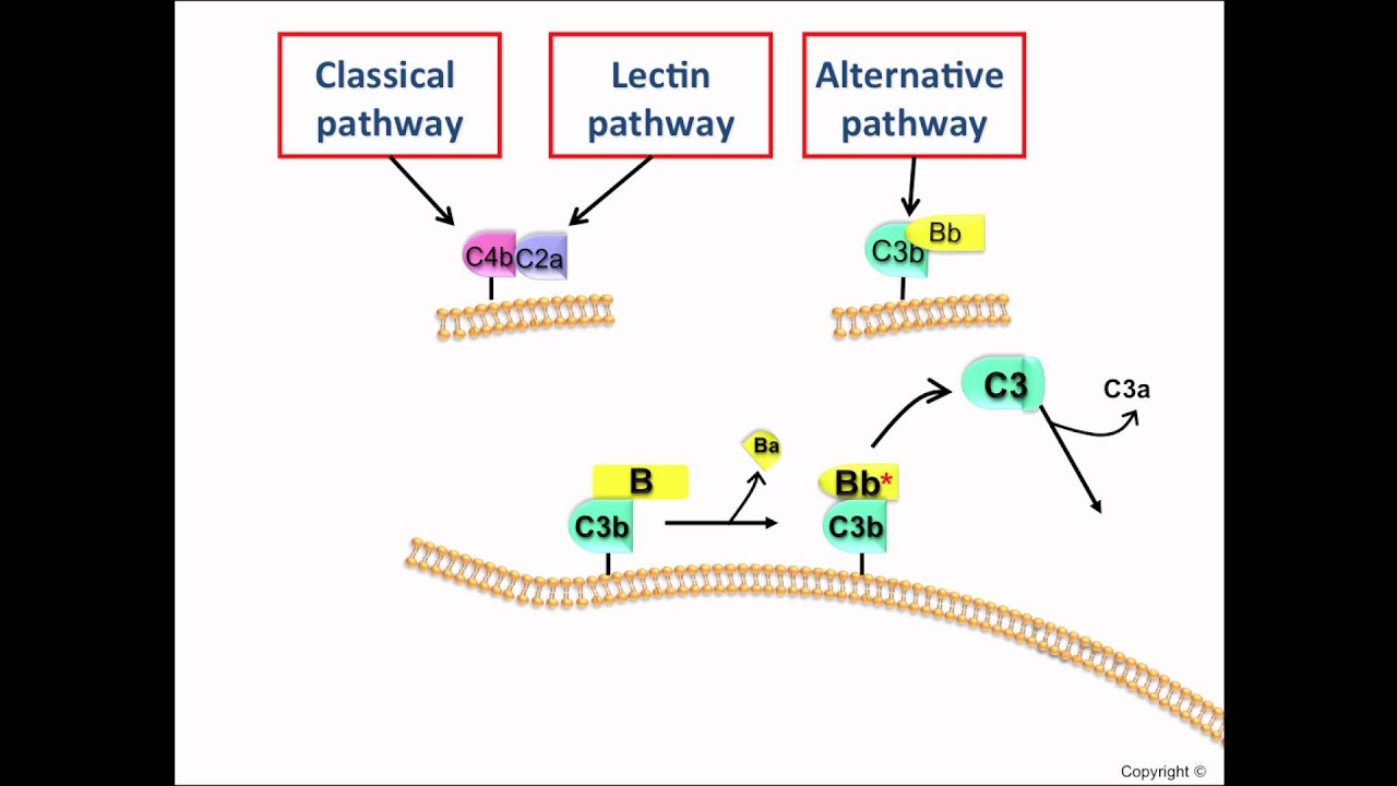 Amplification Loop by the Alternative Pathway - YouTube