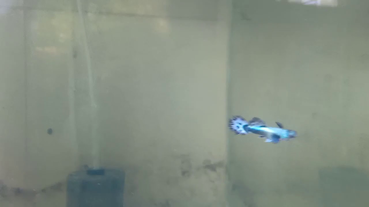 Ivory Mosaic Guppy - YouTube