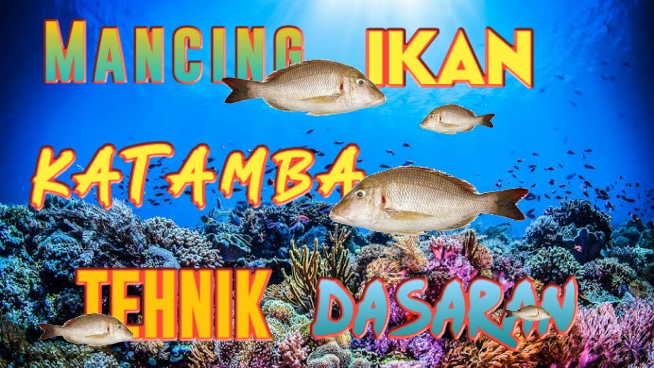 MANCING IKAN KATAMBA DENGAN TEHNIK DASARAN | TRADISIONAL FISHING ...
