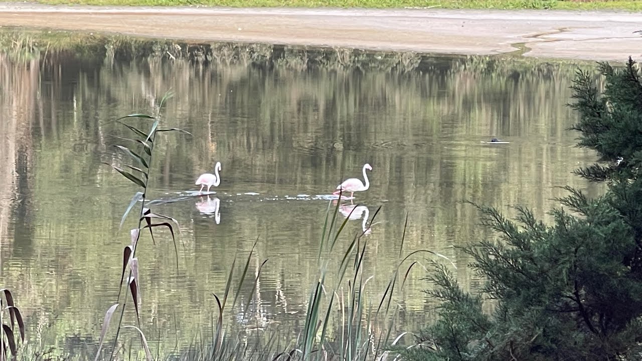 محمية سيدي بوغابة Lac Sidi Boughaba - YouTube