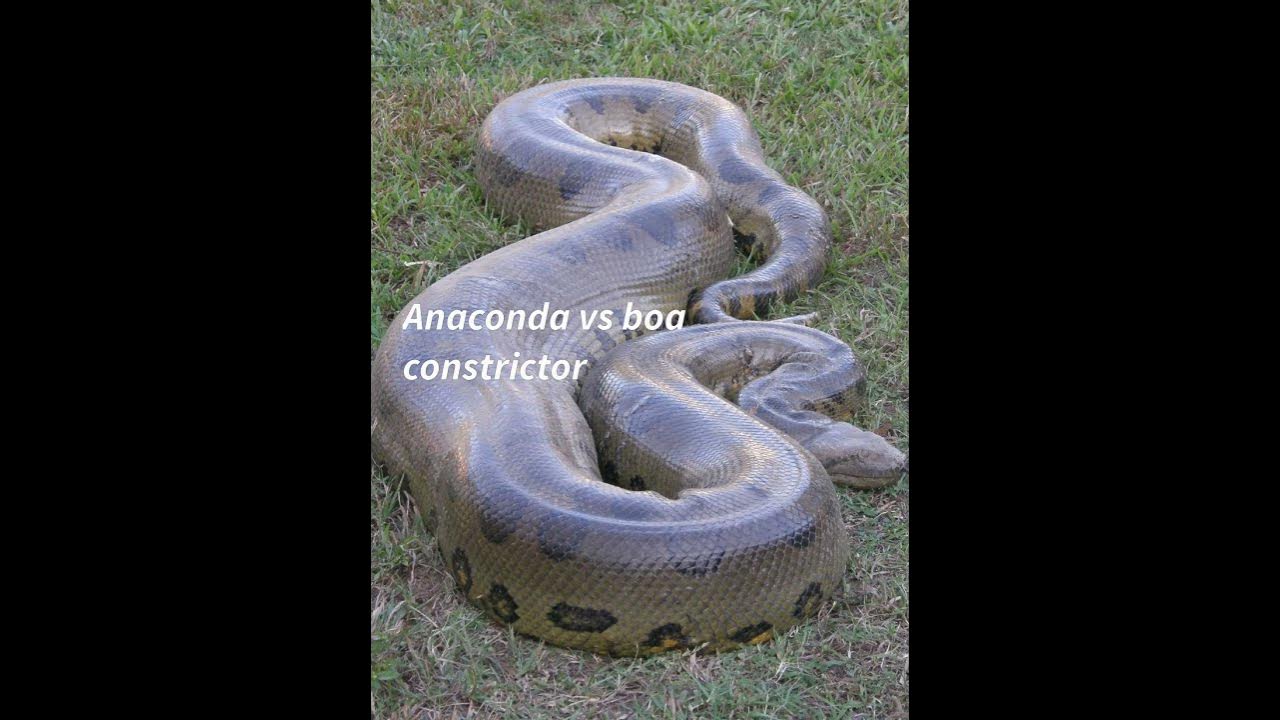 Anaconda vs Boa Constrictor - YouTube