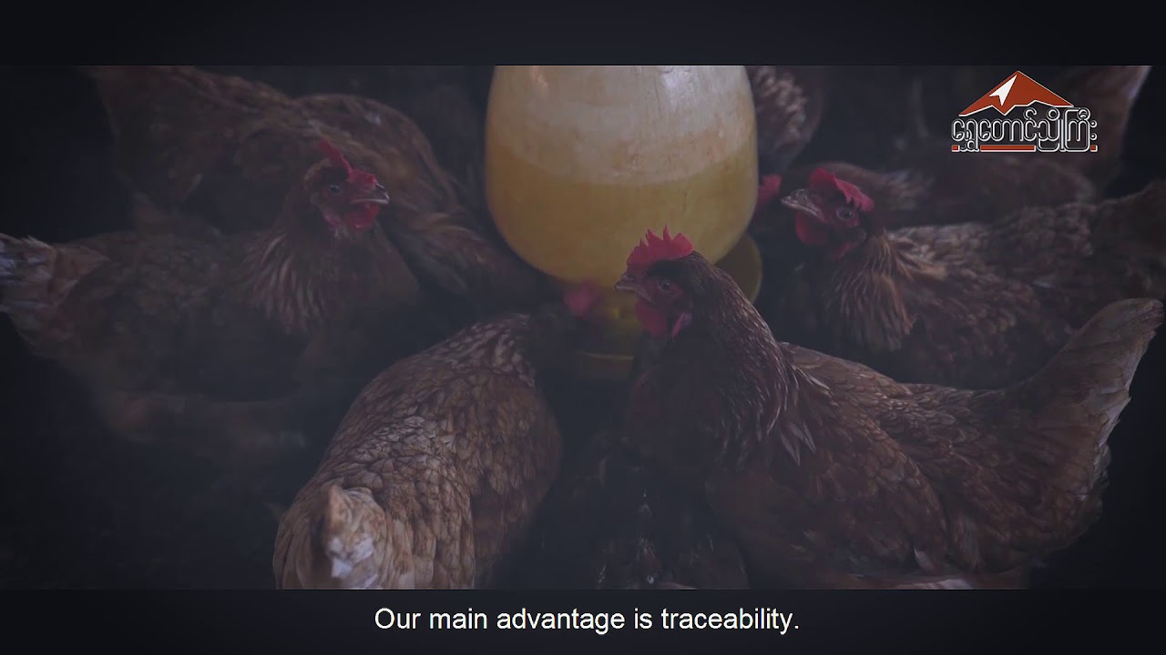 Shwe Taung Nyo Gyi Organic Poultry Farms Myanmar - YouTube