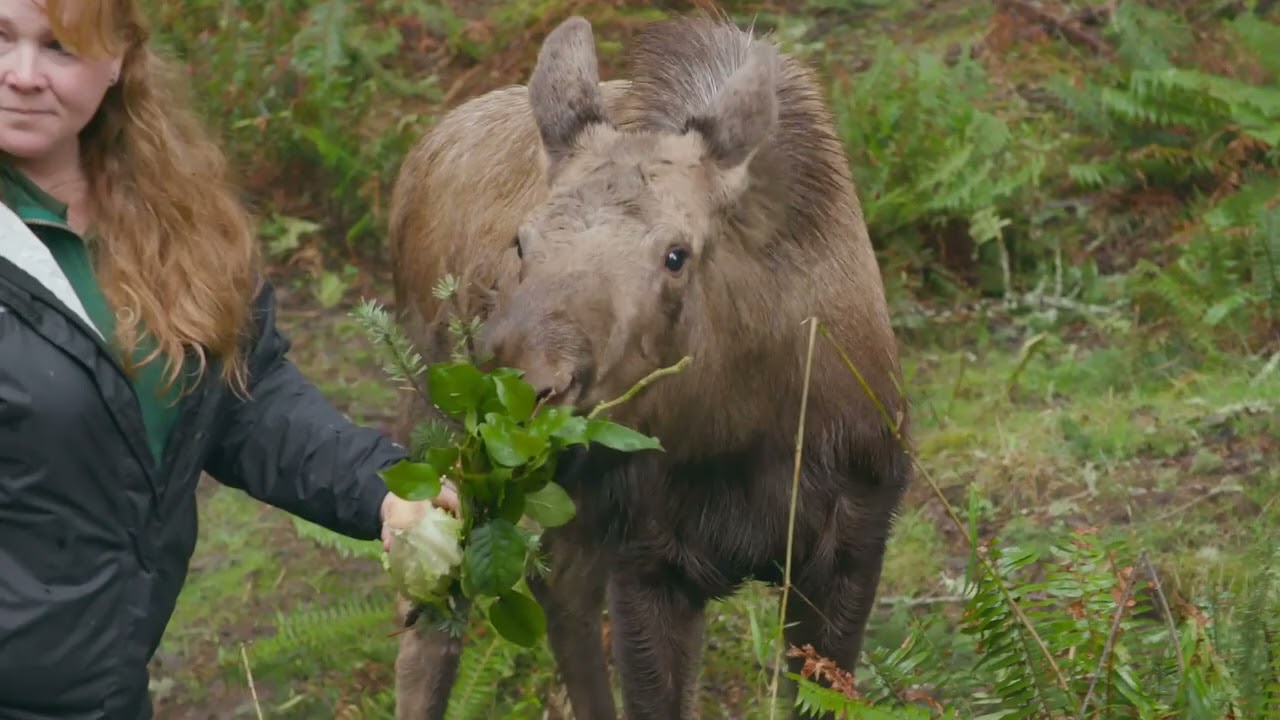 Rescued Moose Calves Find Forever Home - YouTube