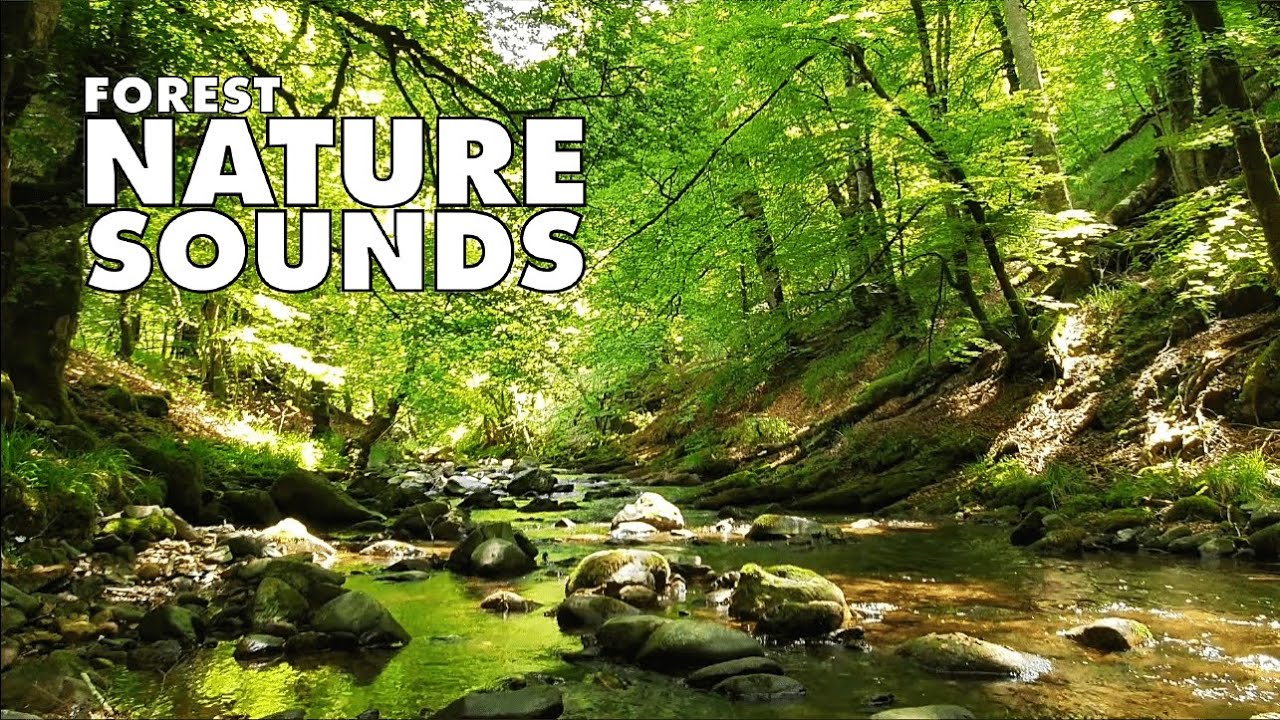 💚 Relaxing nature sounds white noise. Calming Forest nice stream. Life ...