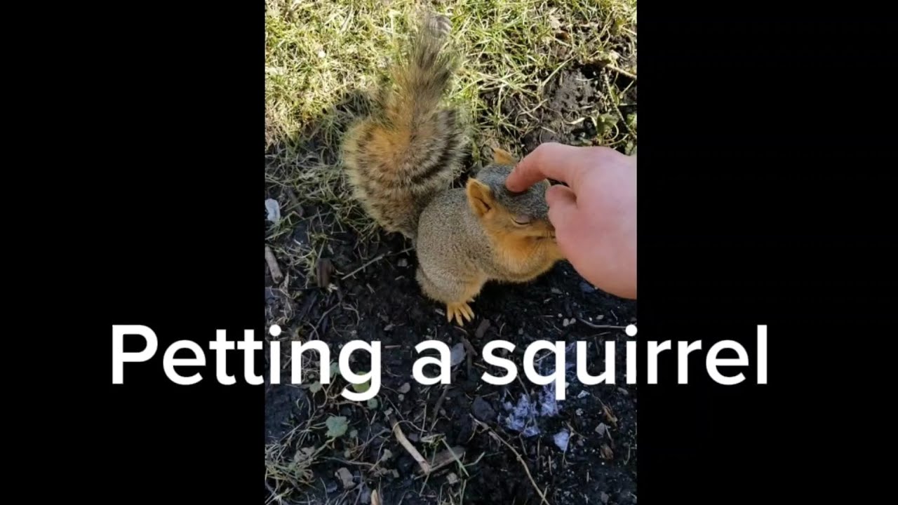 Feeding a squirrel - YouTube