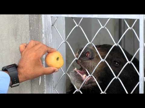Balkasar Bear Sanctuary - Pakistan - YouTube