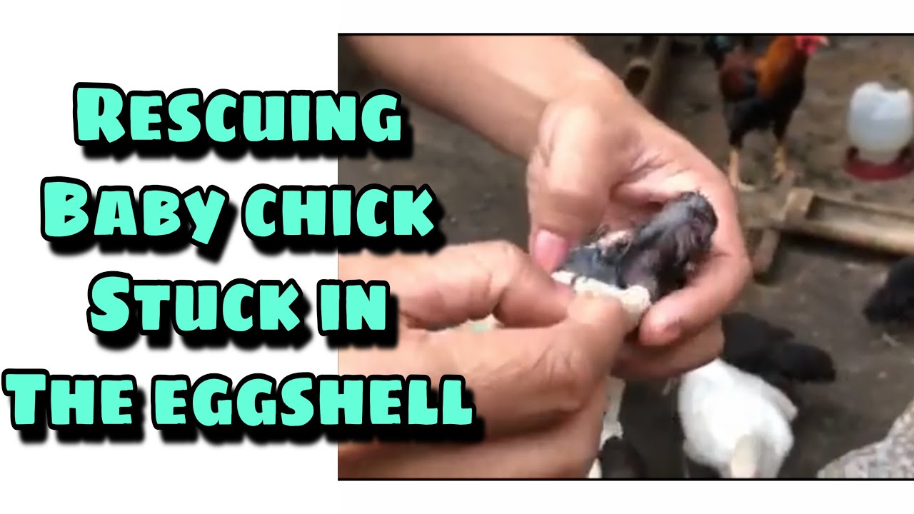 RESCUING BABY CHICK STUCK IN THE EGGSHELL - YouTube